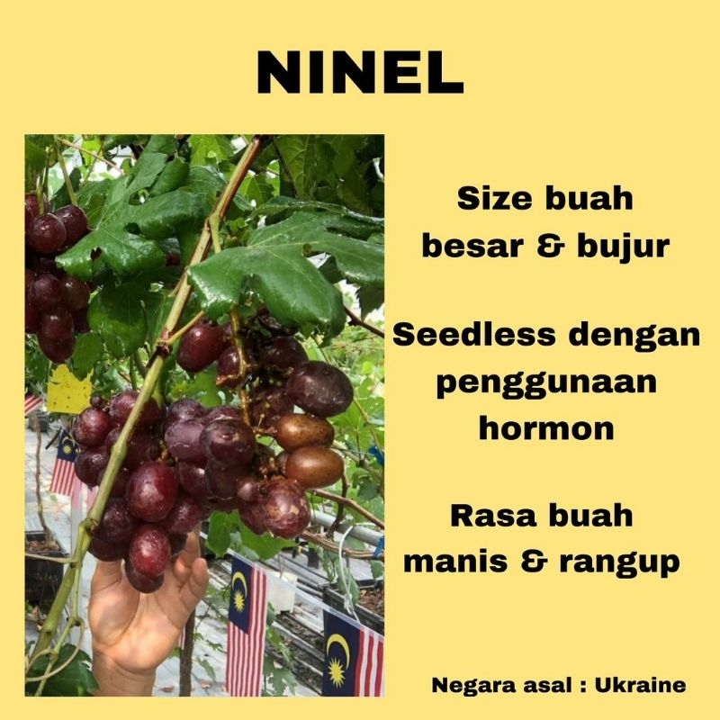 Keratan anggur: NINEL | Shopee Malaysia