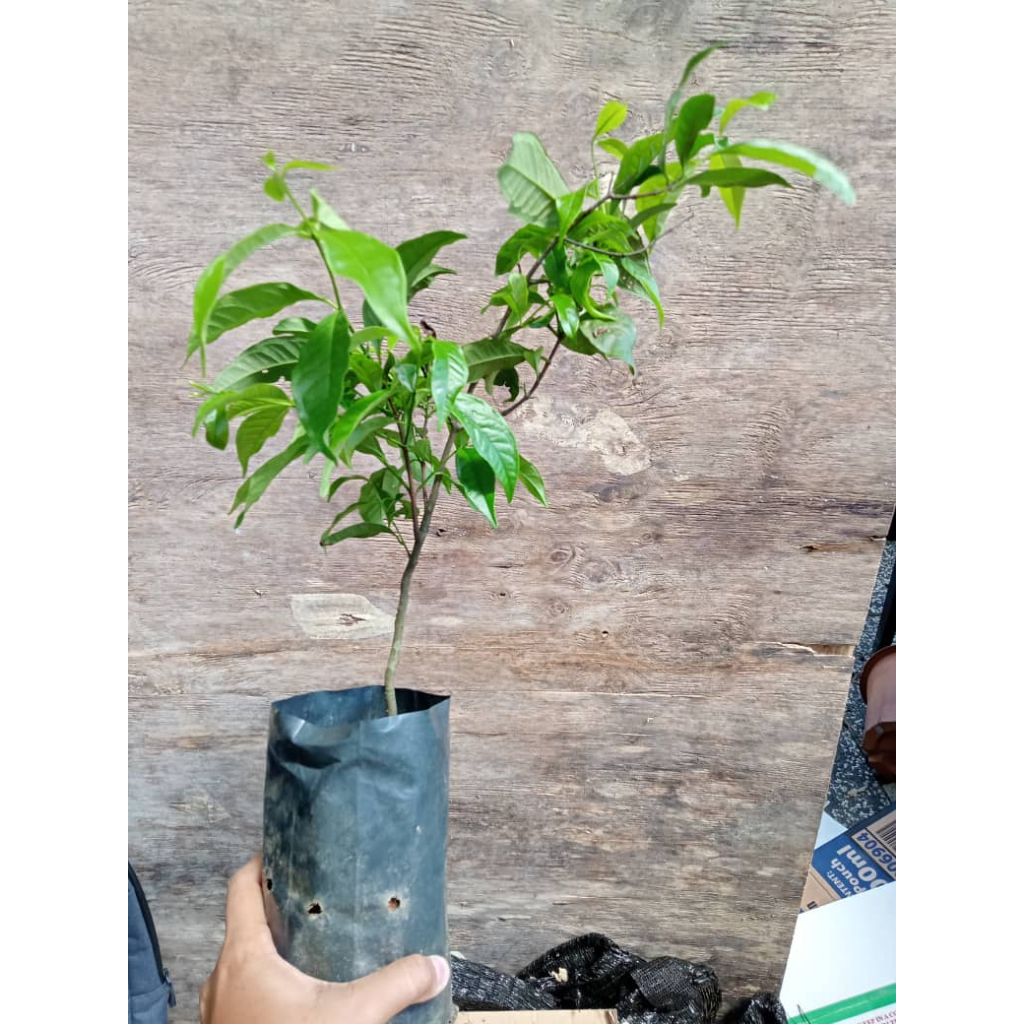 ulam, serai kayu, pokok dalam polibeg | Shopee Malaysia