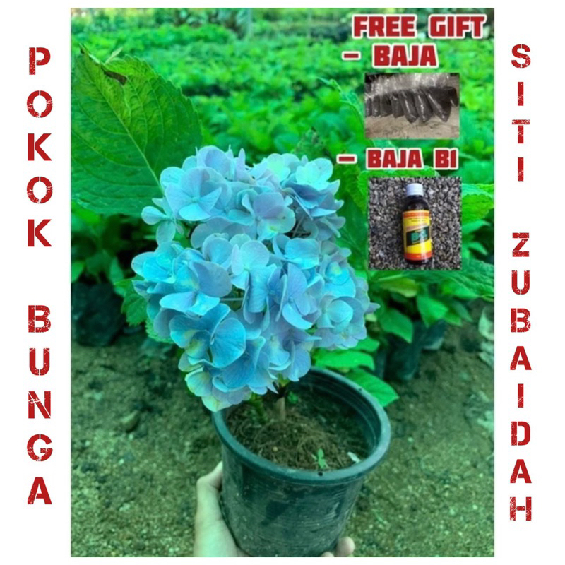 Pokok bunga Siti Zubaidah thai bukan cameron / Hydragea / pokok bunga ...
