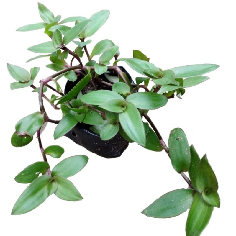 Anak Pokok Herba Telinga Kera Hidup Daun Hijau Depan Dan Belakang Ubat ...