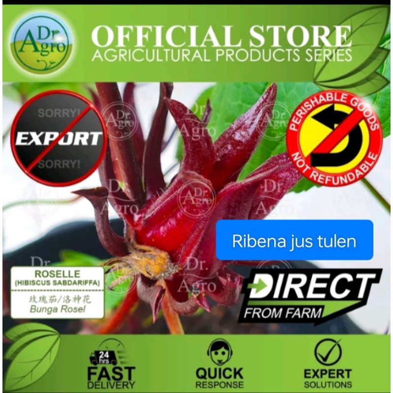 Dr. Agro || Anak Pokok Roselle Flower Ribena/Bunga Rosel/玫瑰茄 洛神花 ...