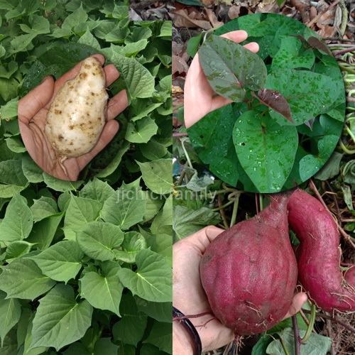 Mixed 6-8 Keratan Cutting/Sweet potato leaves/ Purple Sweet Potato ...