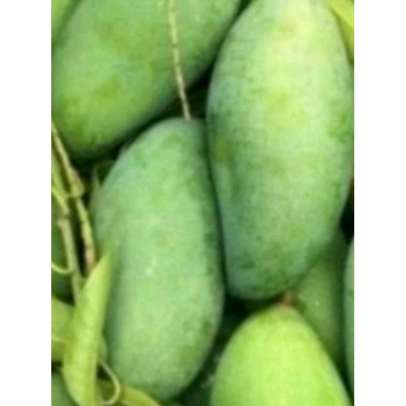 pelam cokanan muda 2 kg rm15 | Shopee Malaysia