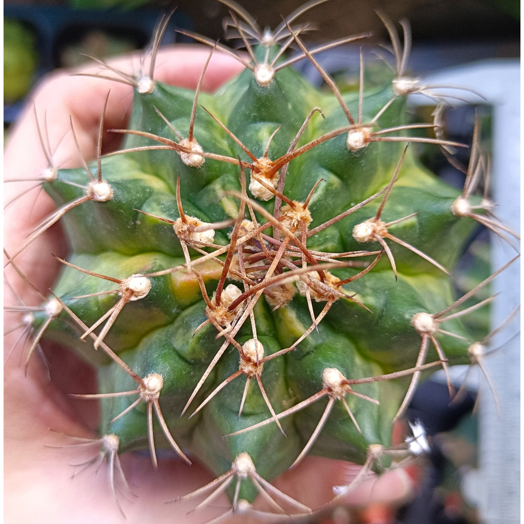 AURORA ID CACTUS (OFFSET WITH SHORT ROOTS) | Shopee Malaysia