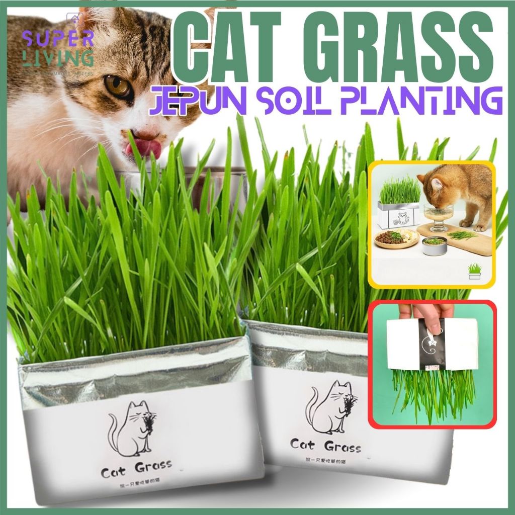 Pet Organic Wheatgrass Cat Grass Seed Set Biji Benih Rumput Kucing ...