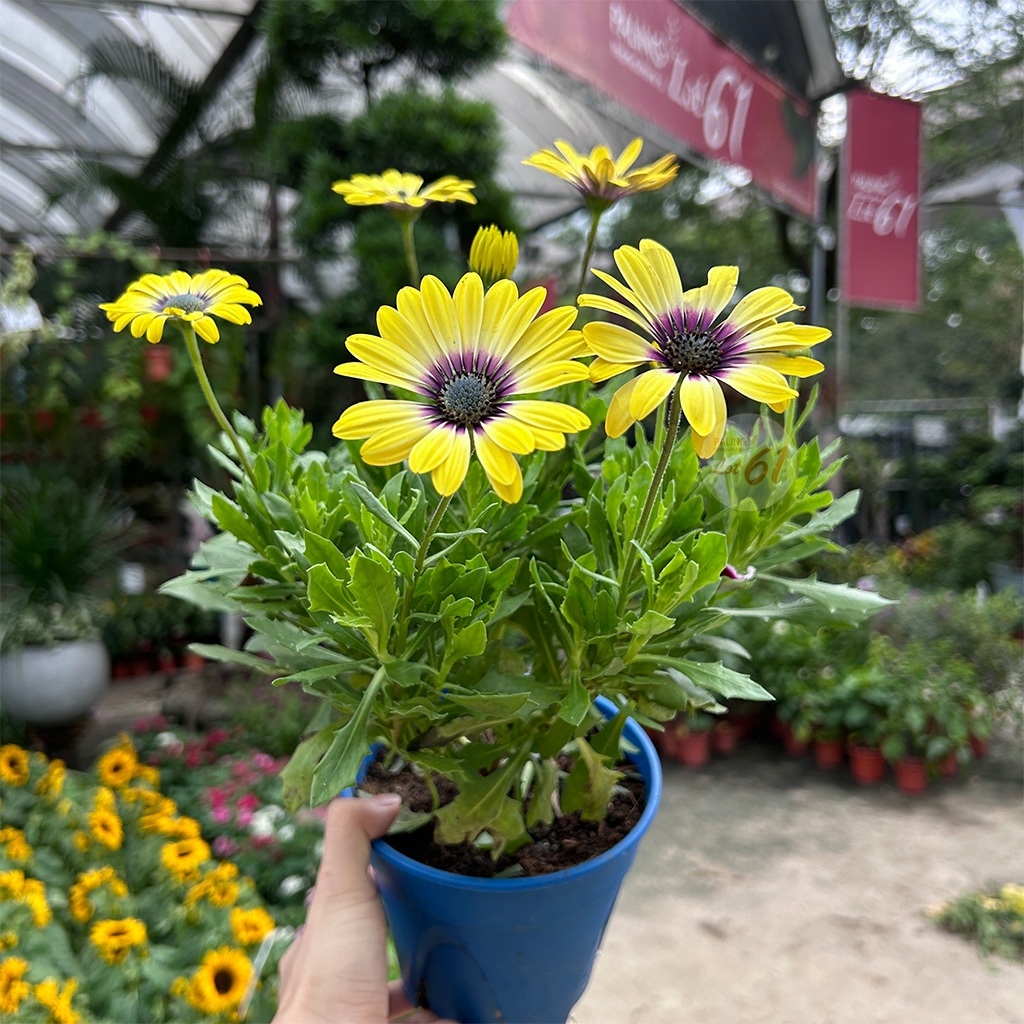 [Paling Horticulture Sdn Bhd] Osteospermum | African Daisy | Pokok ...