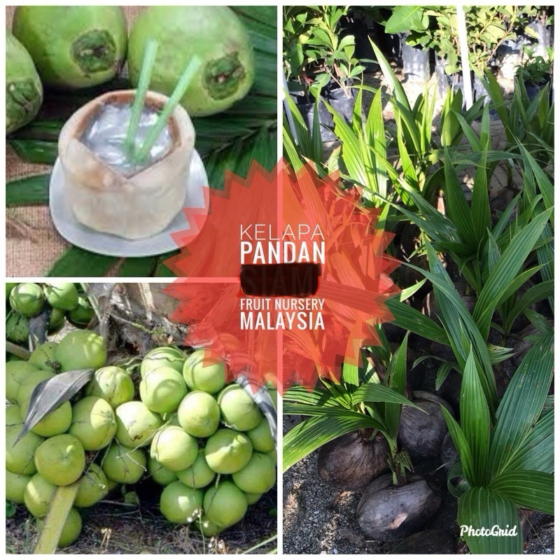 Anak pokok kelapa pandan cepat berbuah rendang-Fruit Nursery Malaysia ...