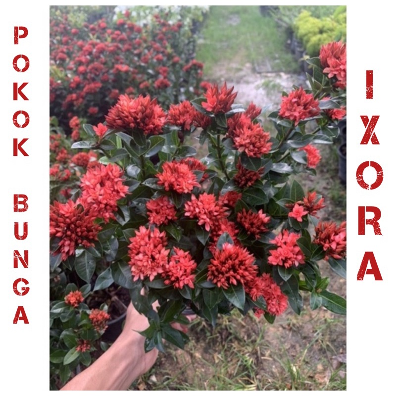 Pokok bunga ixora thai cepat berbunga / pokok bunga jejarum thai ...