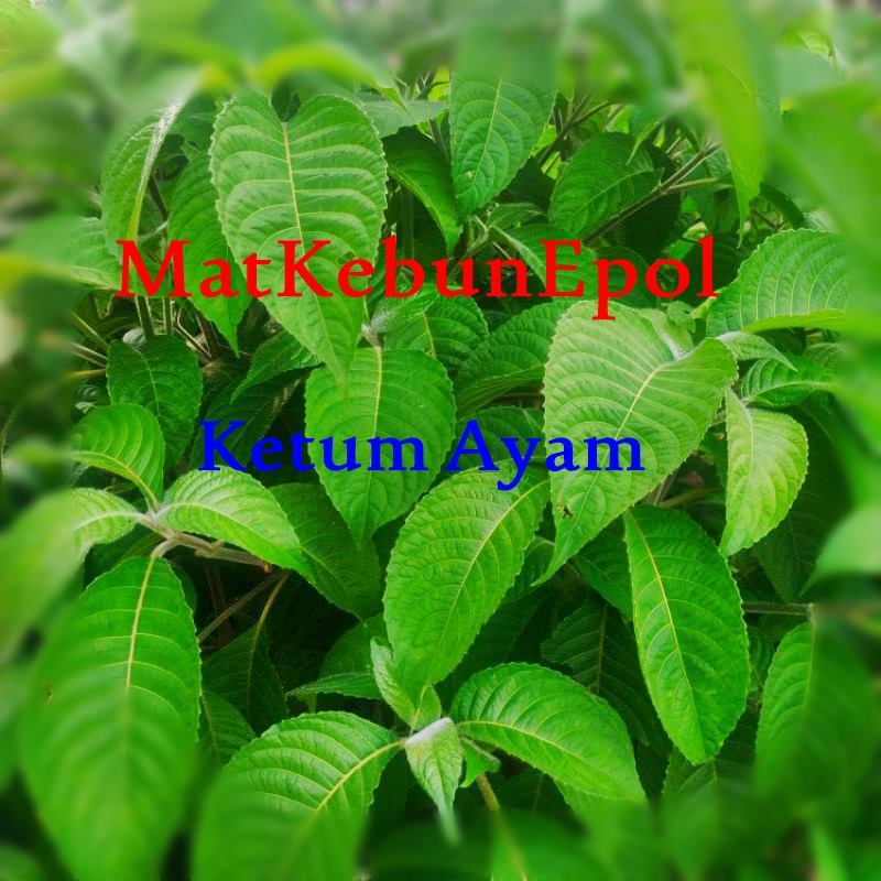 Pokok Matang Ketayam (Ketum Ayam/Trichanthera gigantea) untuk makanan ...