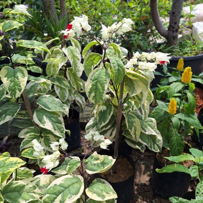 FTH " bunga naga daun Varigated dan daun hijau / pokok hidup / tahan ...