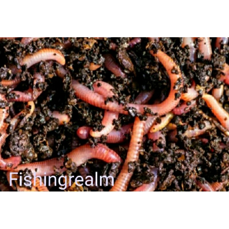 Cacing Tanah Earthworm African Night Crawler Baja Vermikompos Umpan ...
