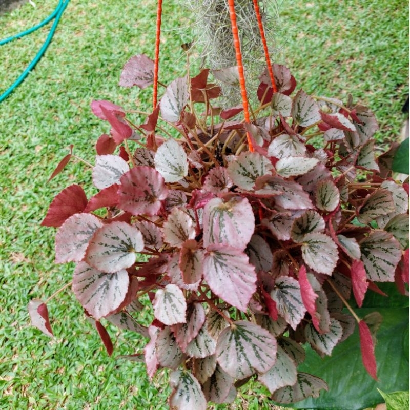Live Plant Begonia Martin's Mystery Indoor/Outdoor Plant/Pokok Begonia ...
