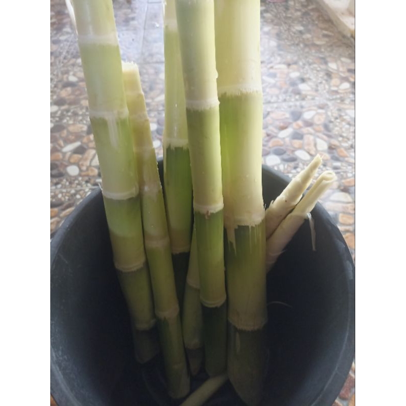 Rebung Madu jeruk dihiris honey bamboo shoot sliced 250g | Shopee Malaysia