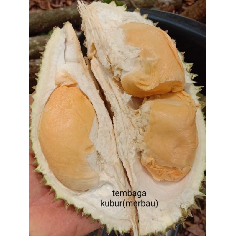 Jenis Pokok Durian Merbau | Shopee Malaysia