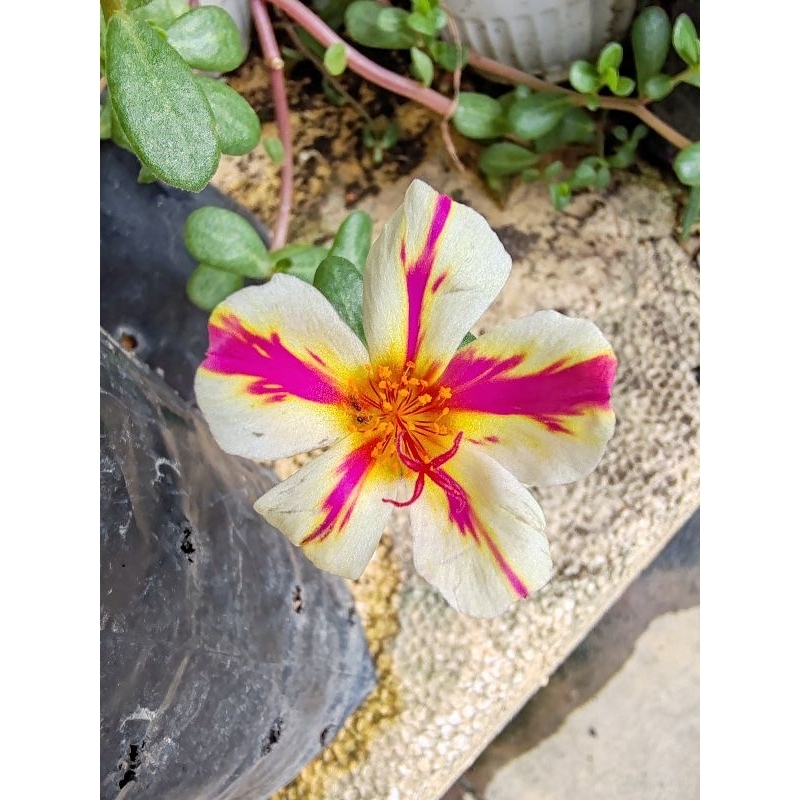 Japan Rose / Kembang Pagi - Double Colour (With pot) | Shopee Malaysia