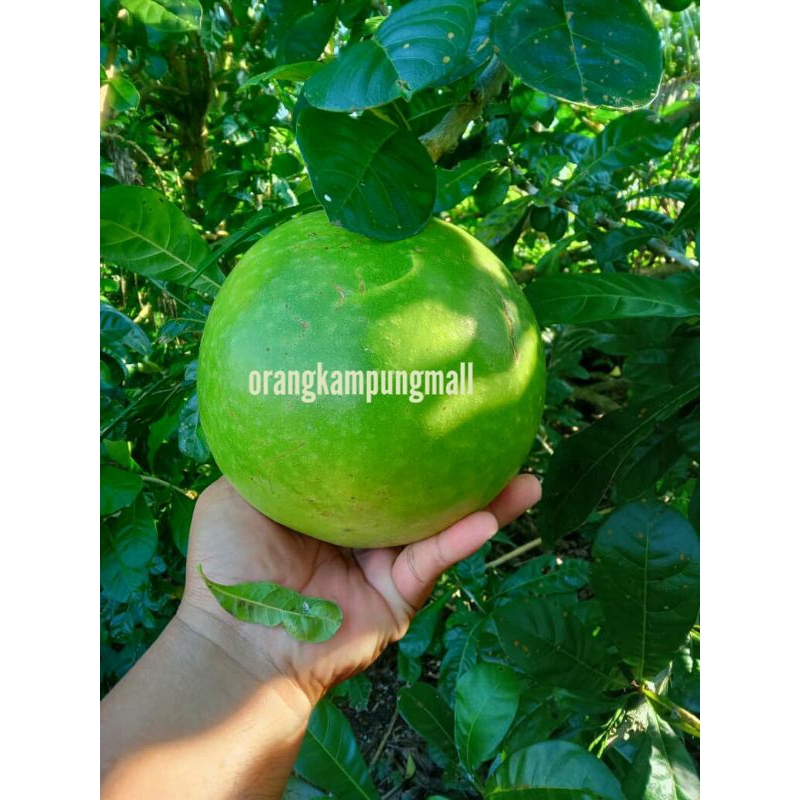 Buah Labu Kayu SEGAR DARI POKOK | Shopee Malaysia
