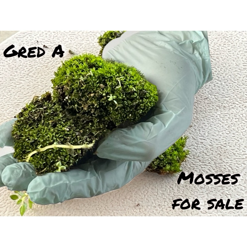 Lumut hidup gred A/Grade A moss for sale (Bun / Star / Foxtail ...
