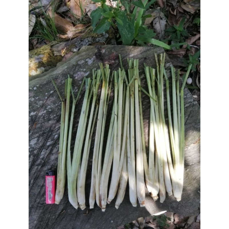 Serai 1kg RM5 | Serai Makan | Serai Kampung | Shopee Malaysia