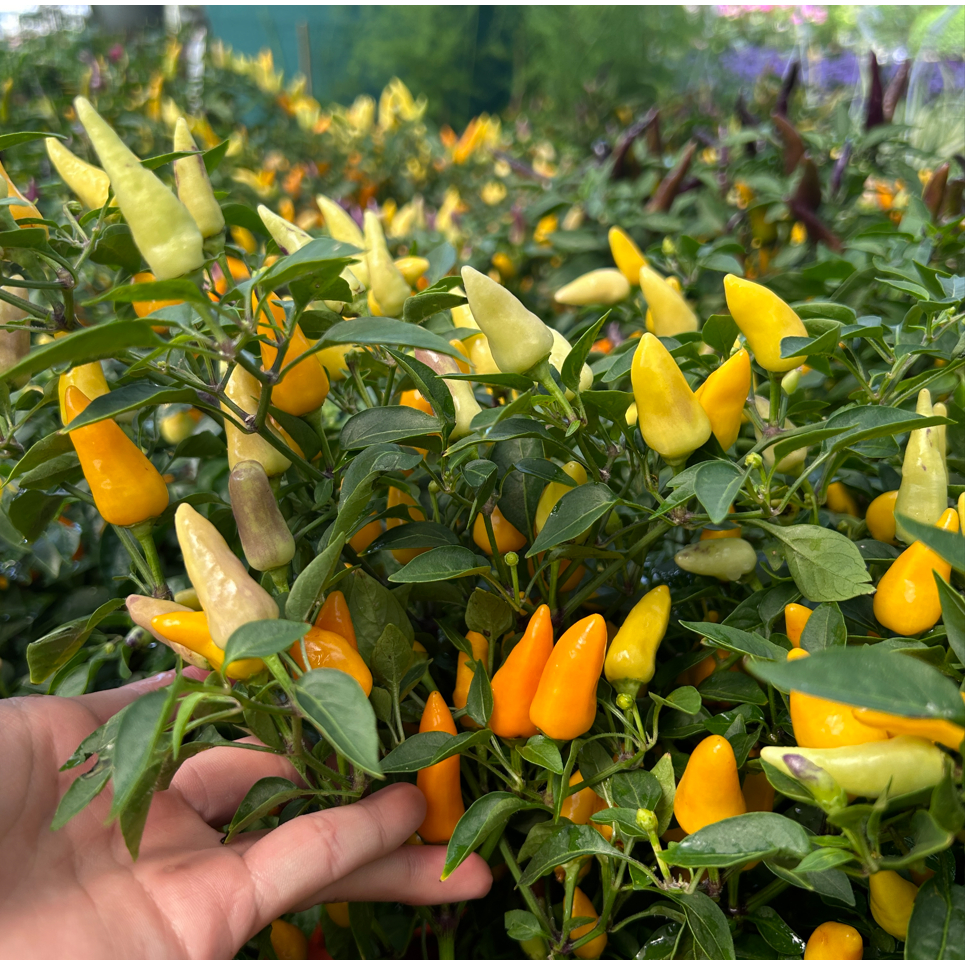 [Paling Horticulture Sdn Bhd] Pokok Chili Padi 辣椒树/指天椒 | Pedas Chili 🌶️ ...