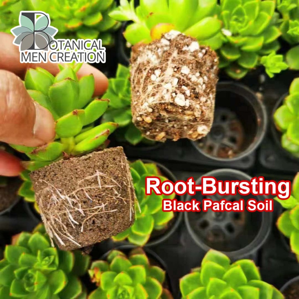 Soil-free Organic Pafcal Pack S,M,L Japan organic soil free propagation ...