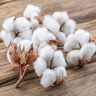 Paruthi Panji / Cotton / Kapas [Raw Herbs] | Indian Ayurvedic Sidha ...