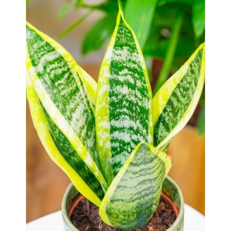 Pokok lidah jin / Sansevieria Laurentii / Snake plant | Shopee Malaysia