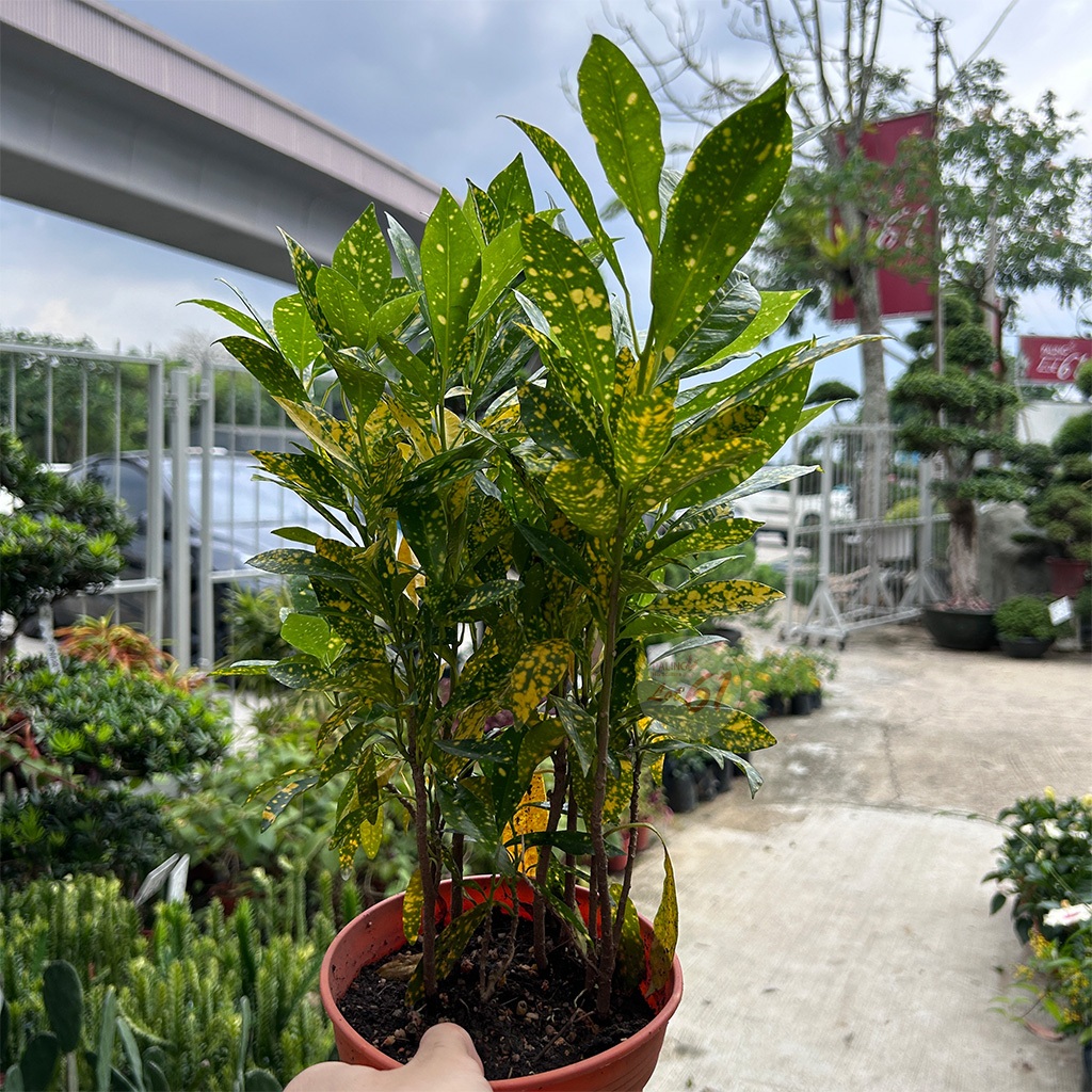 [Paling Horticulture Sdn Bhd] Pokok Puding Kuning | Codiaeum Yellow ...