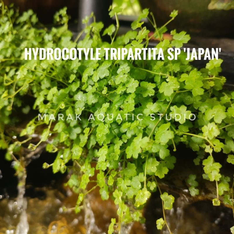 Hydrocotyle Tripartita 'japan' Tumbuhan Aquatic Aquascape | Shopee Malaysia