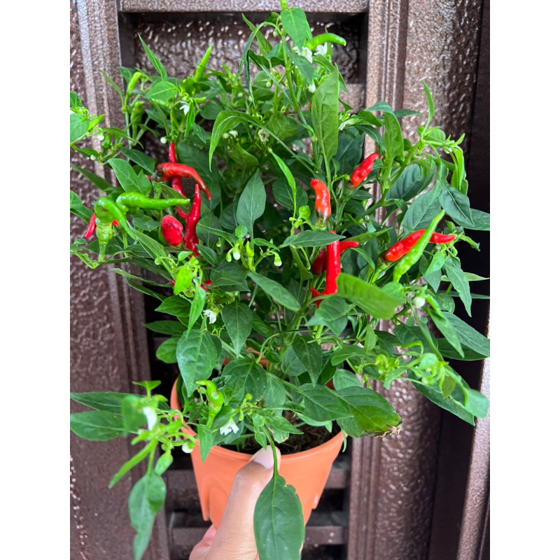 Cili Akar Panjang - Cili Pedas | Shopee Malaysia