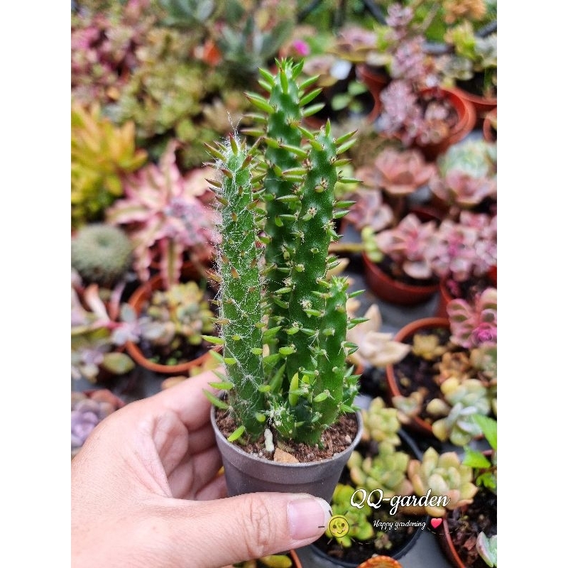 QQ-garden 🌵将军柱austrocylindropuntia subulata仙人掌cactaceae gardening live ...