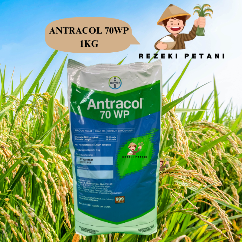 [ORIGINAL] 1kg ANTRACOL 70WP BAYER Propineb 70.0% RACUN KULAT Sawi Cili ...
