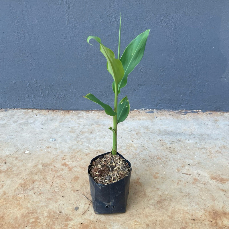 Pokok Gandasuli Putih/ White Butterfly Ginger Lily Dalam Polybeg ...