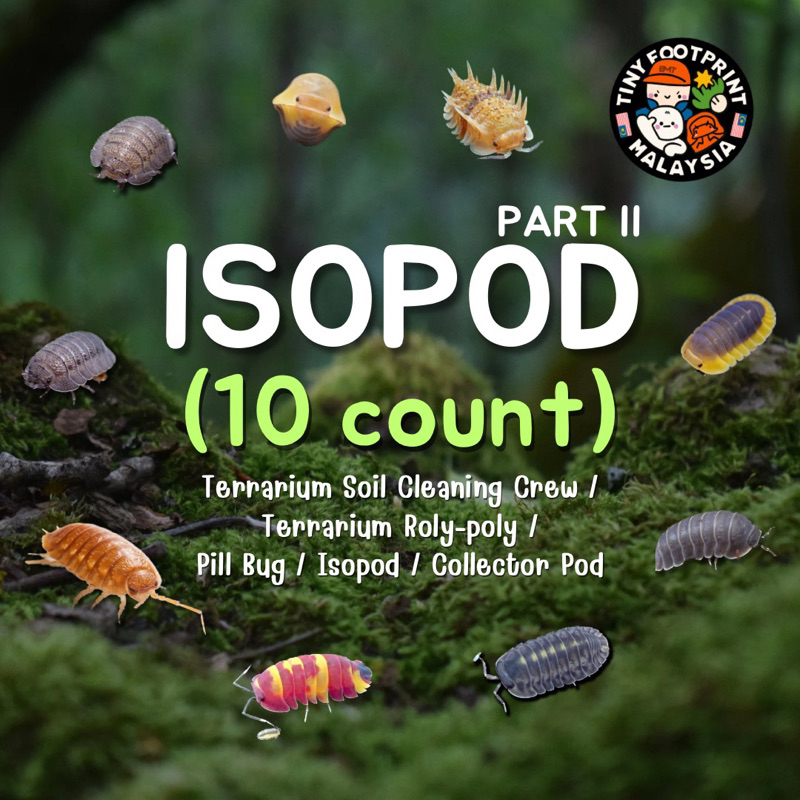 Isopod 10+2 count / Isopod / Terrarium Soil Cleaning Crew / Terrarium ...