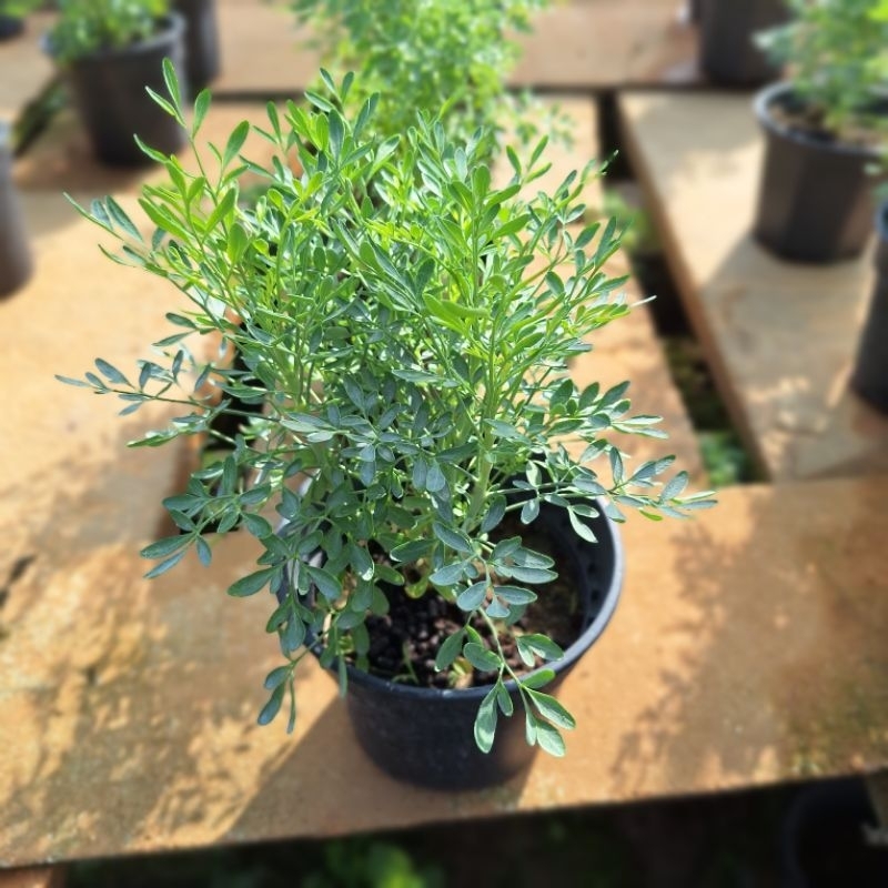 FTH " Pokok Garuda #daun busuk# herba # dekorasi tanaman # pokok hidup ...