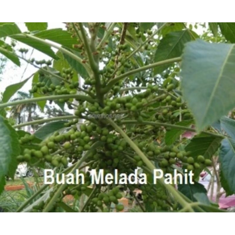 Buah Melada pahit segar 30g / kering 20g | Shopee Malaysia