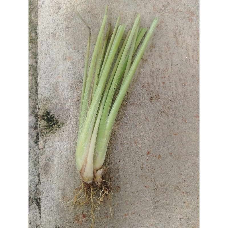 keratan akar serai segar (5 keratan berakar atau 9 batang makan ...