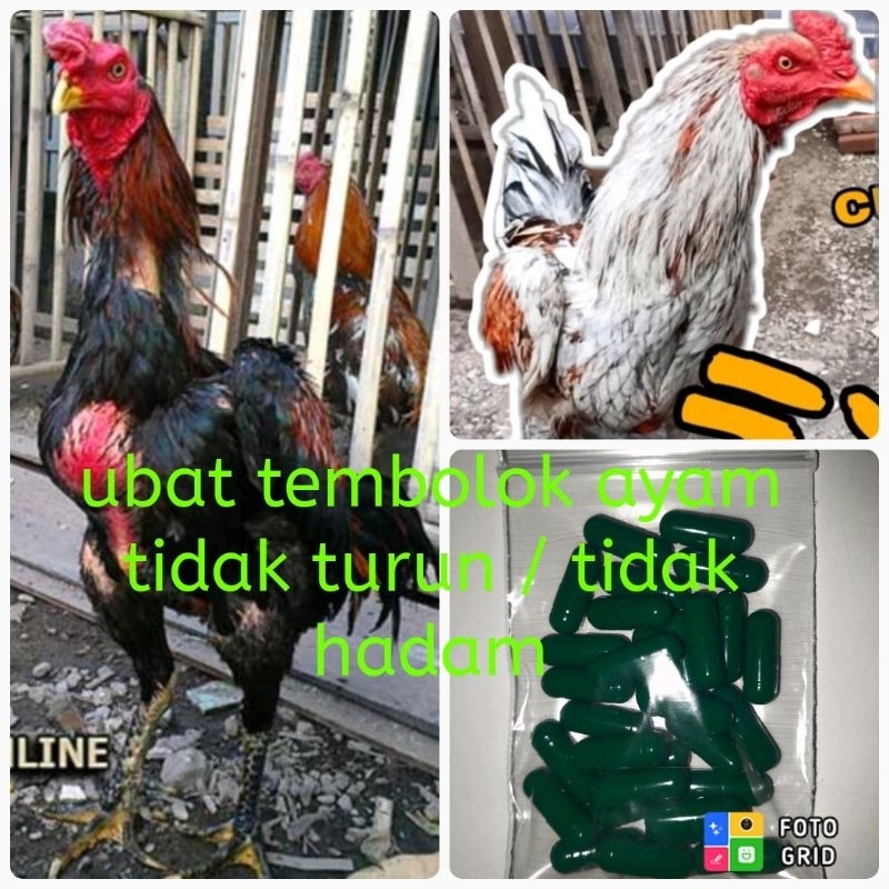 Tembolok ayam tidak turun/hadam | Shopee Malaysia