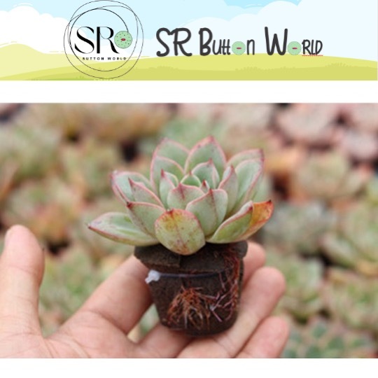 Pafcal Soil-less Hydroponic Sponge (W 4x3cm + H 4cm) | Shopee Malaysia