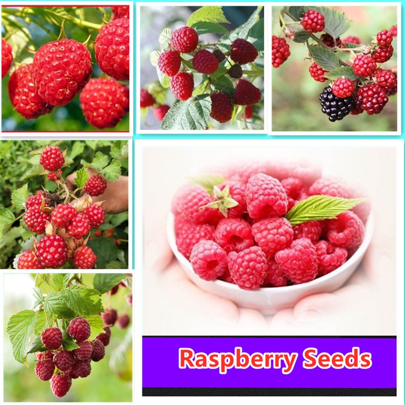 300 pcs Fruit seeds Benih buah-buahan Raspberry seeds/Biji benih pokok ...