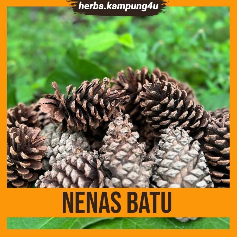 [NENAS BATU/PINE CONE] - Herba untuk Wanita dan Lelaki, membuang Toksin ...