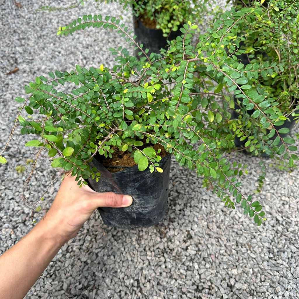 GPS Green Plant Society Live Plant Phyllanthus Cochinchinensis Shrub ...