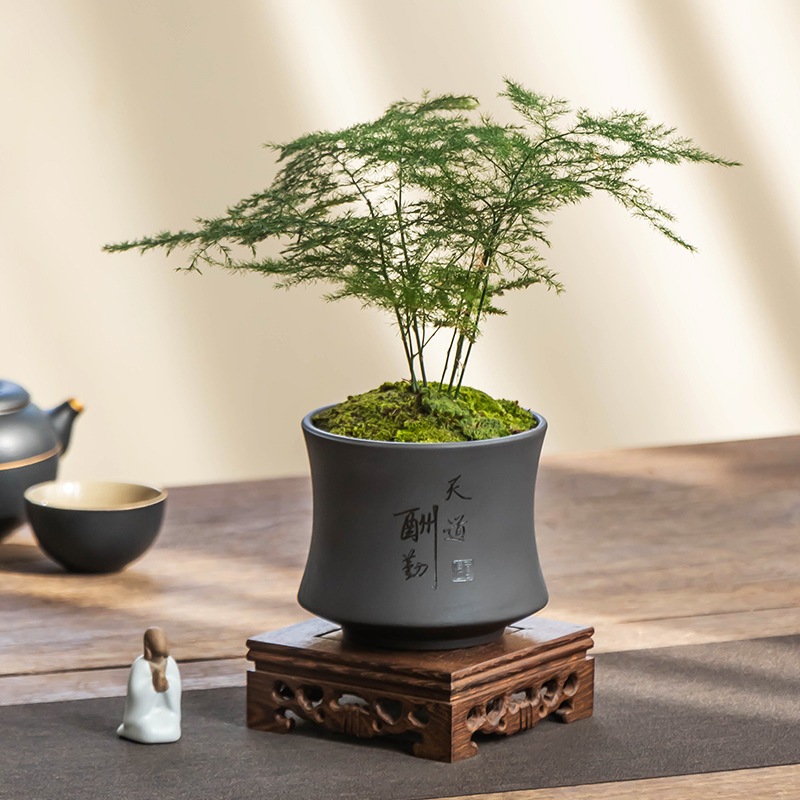 BMC Japan-style purple sand flower pot lucky bamboo June snow green ...