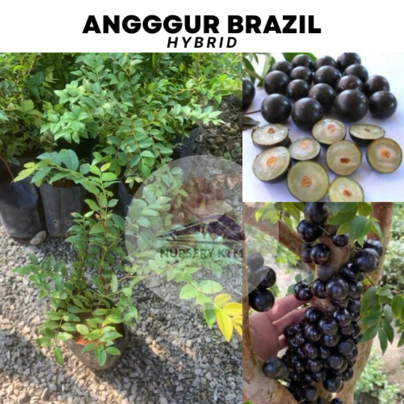 Pokok Anggur Brazil / Jaboticaba cepat berbuah (hybrid) | Shopee Malaysia