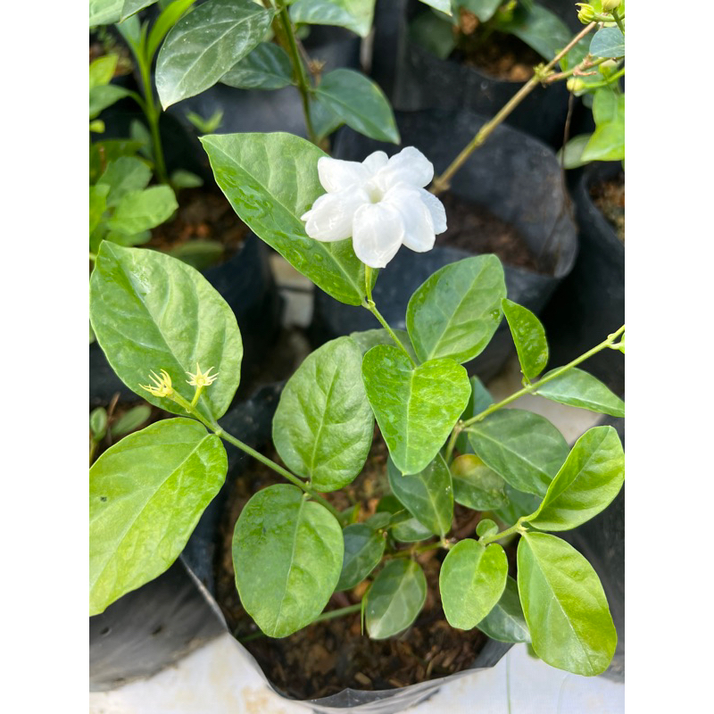 Bunga Melur Wangi - Bunga Bulat | Shopee Malaysia
