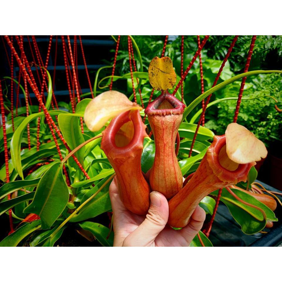 [Bunface Potato Carnivorous Plants] Nepenthes St. Pacificus (N ...