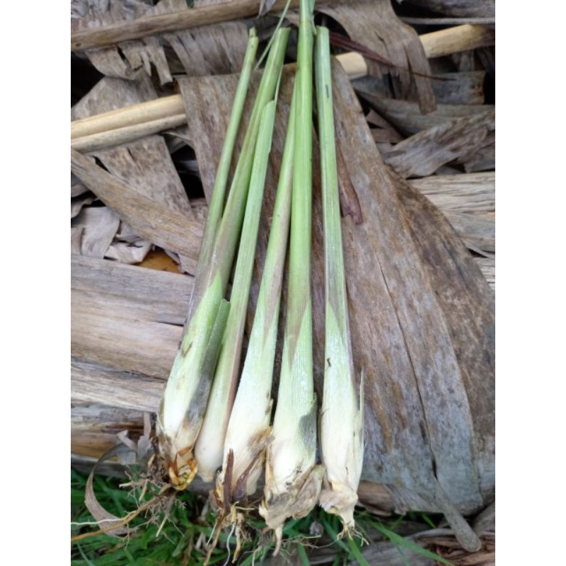 Benih serai Segar 3pcs | Shopee Malaysia