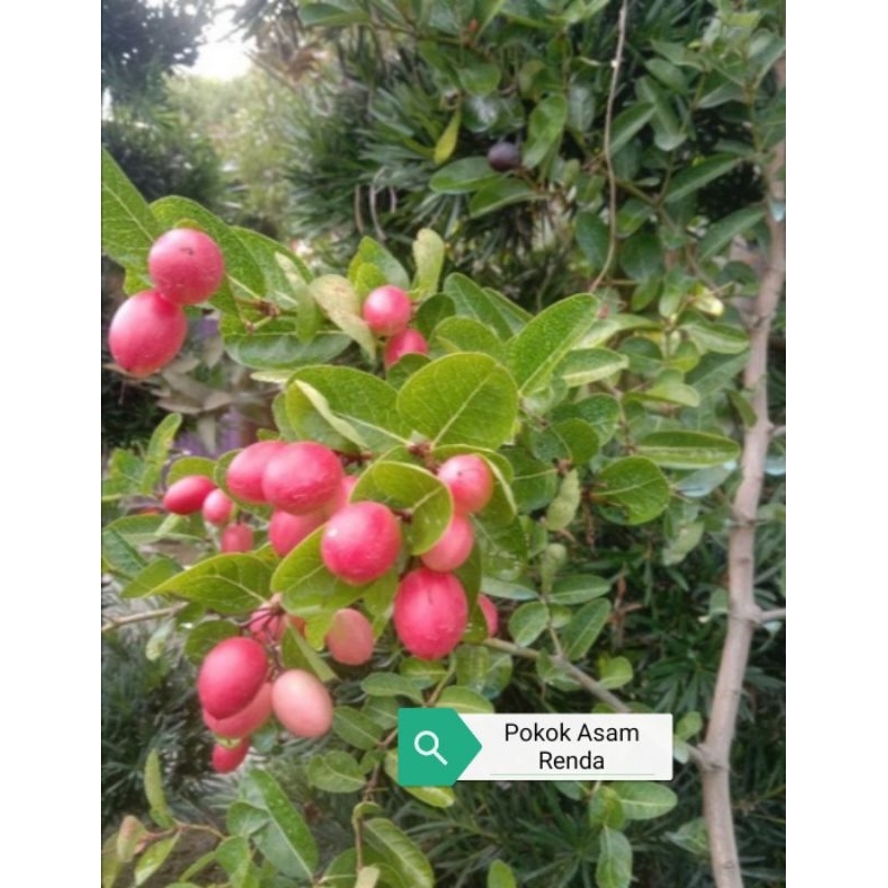 Pokok Asam Renda (Polybag) | Shopee Malaysia