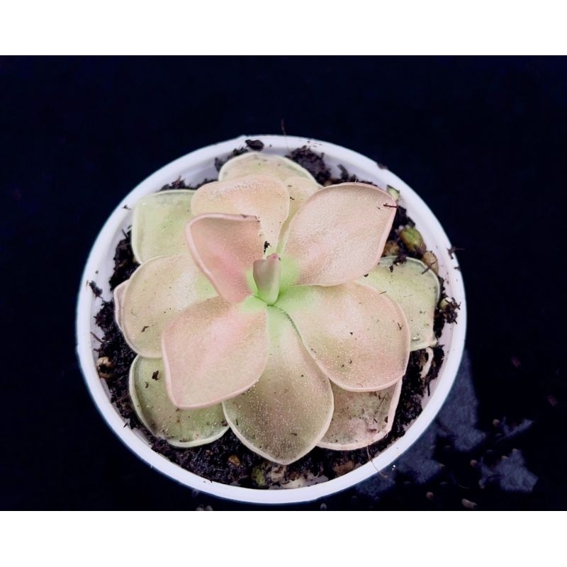 Pinguicula ‘Sethos，Carnivorous Plant, terrarium, paludarium | Shopee ...