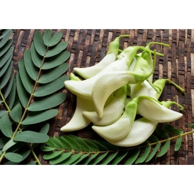 Pokok geti atau turi putih.with pot.organic plant.ต้นดอกแคขาวเตี้ย ...