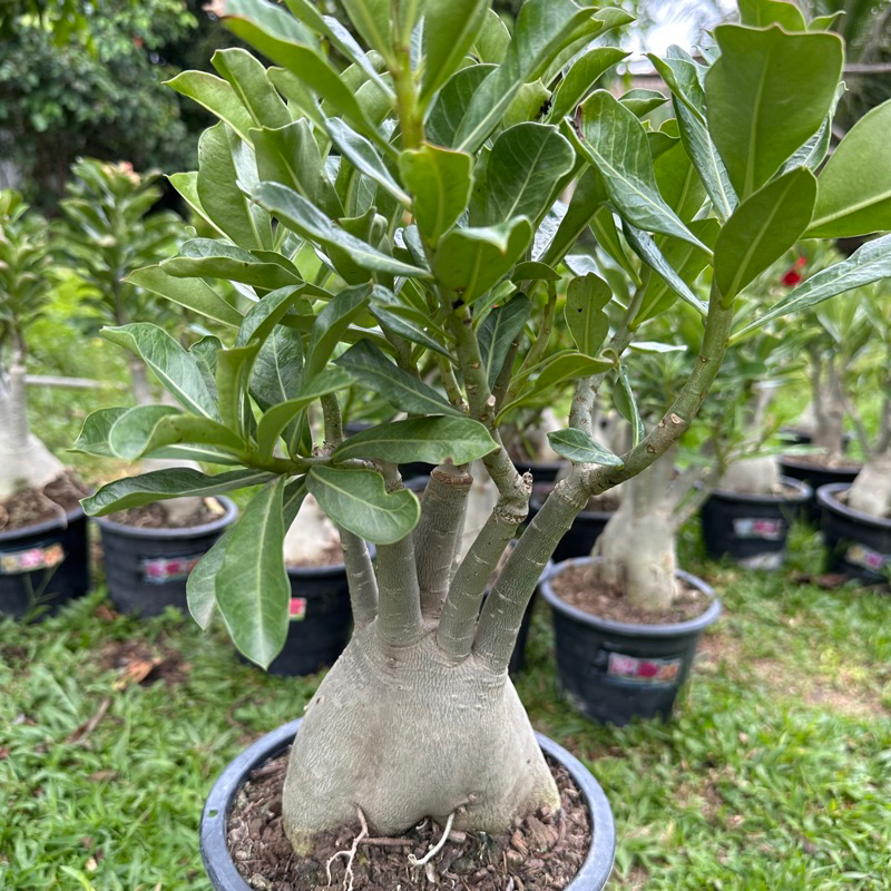 MIX ID POKOK BUNGA KEMBOJA/ADENIUM REAL LIVE PLANT PASU 8INCI (RARE ID ...